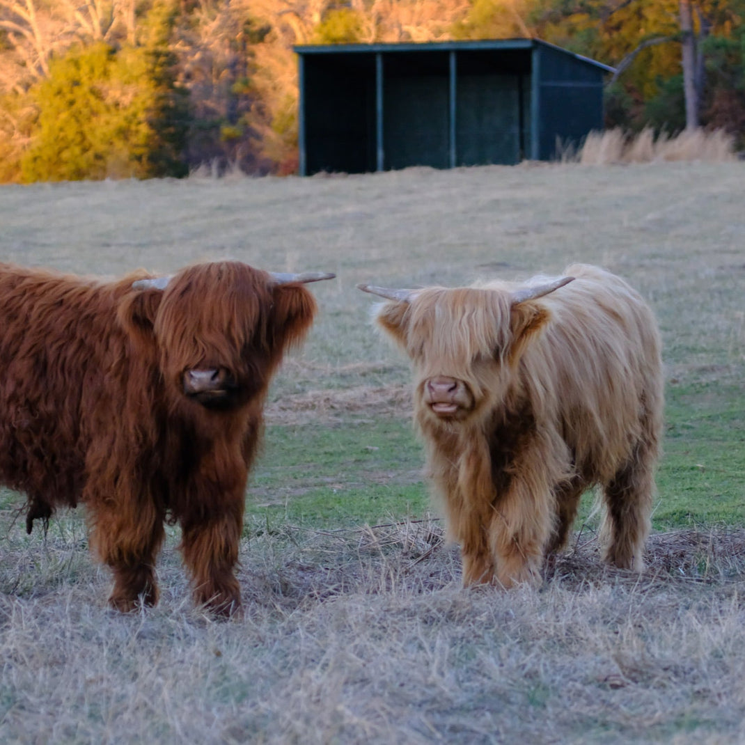 Animals – Camp Winnie